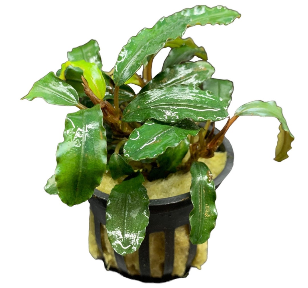 Green Wavy Bucephalandra Pot - Buce Live Aquarium Plant Aquascape Hardy ...