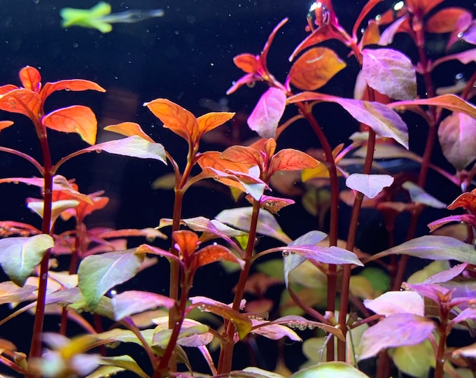 Ludwigia Sp. 'super Red Mini' BUY3GET1FREE Live Aquarium Red Plant ...