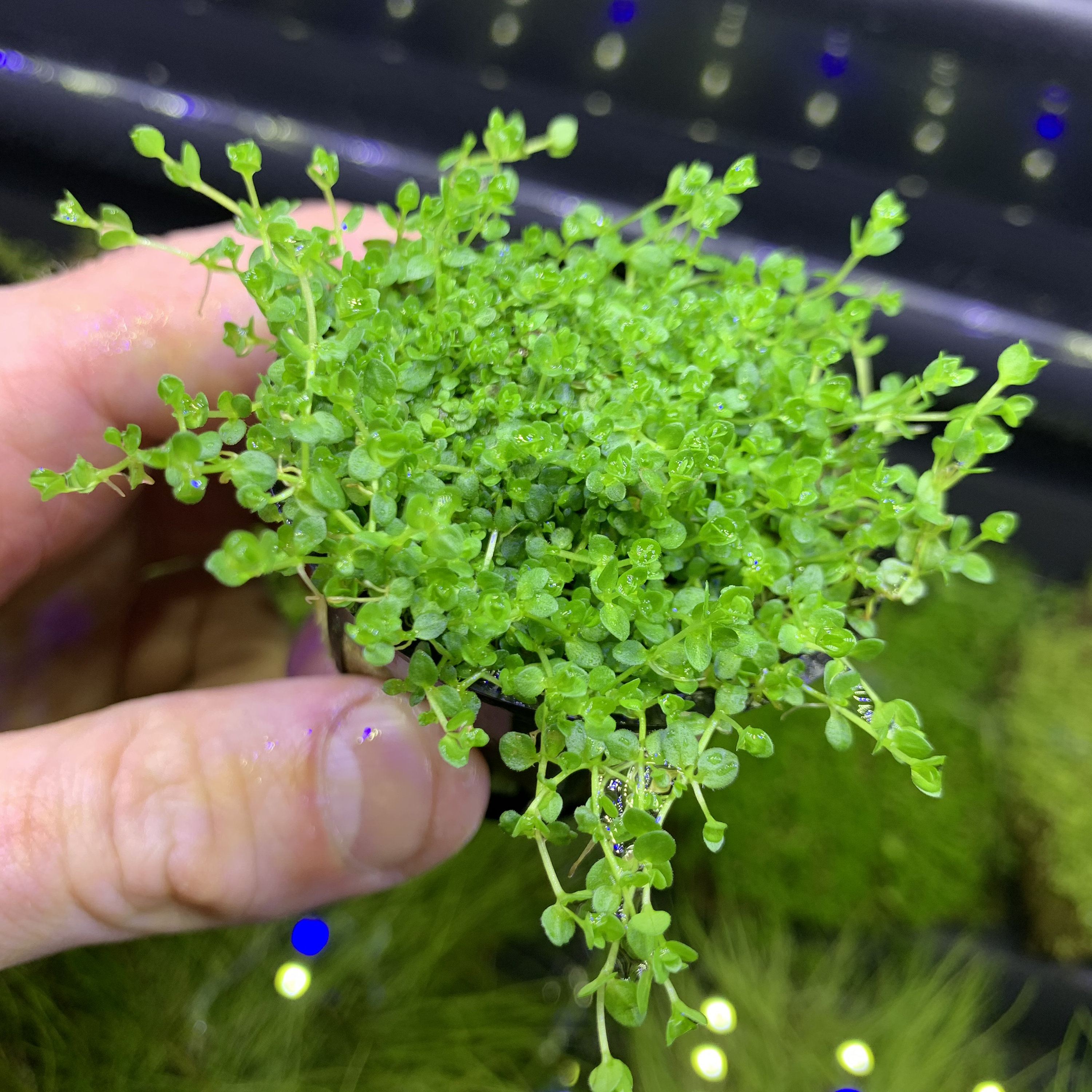 PEARL WEED micranthemum Micranthemoides POTTED Live - Etsy