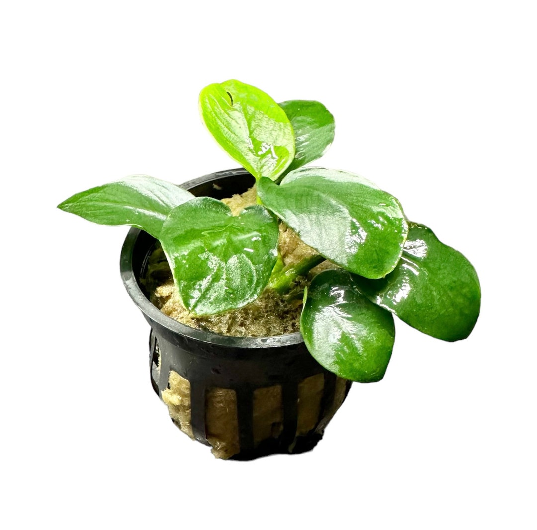 Anubias Nana Thick Leaf POT - BUY3GET1FREE - Live Aquarium Plant ...