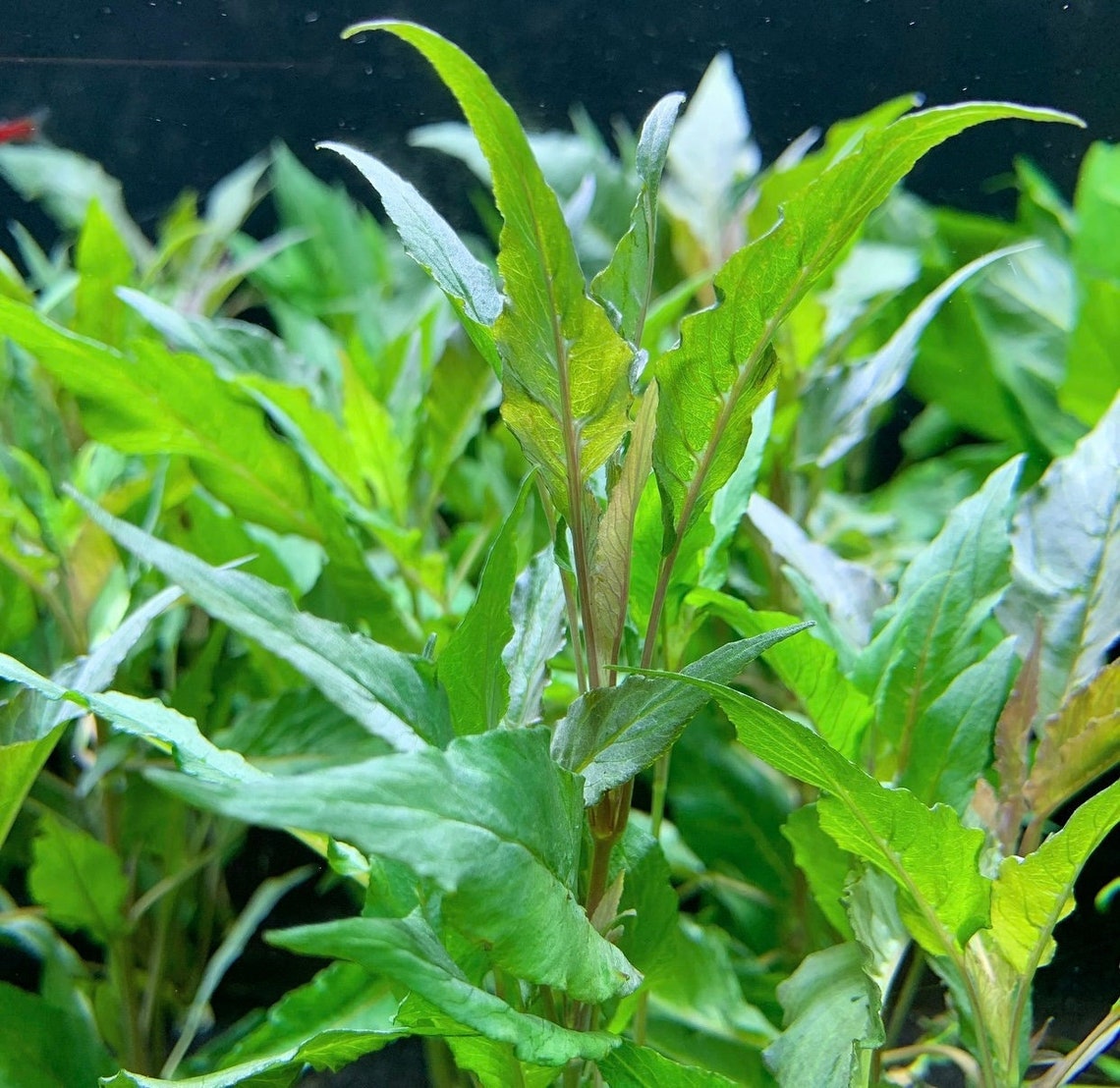 Hygrophila Salcifolia (hygro. Blue)- BUY3GET1FREE - Live Aquarium Plant ...