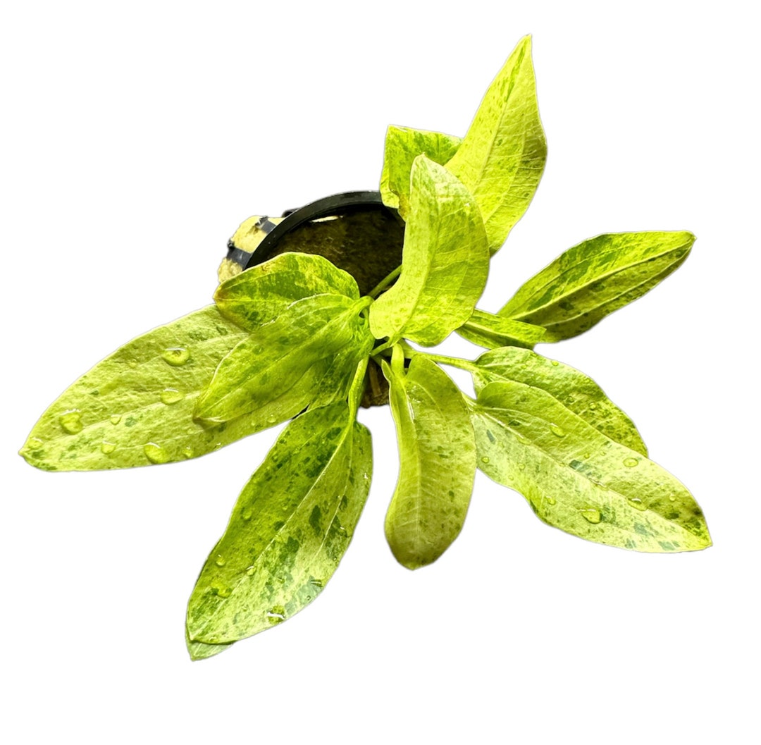 Marble Queen Radican Sword Plant (echinodorus Sp.) - BUY3GET1FREE ...