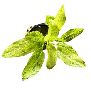 Marble Queen Radican Sword Plant (echinodorus Sp.) - BUY3GET1FREE ...