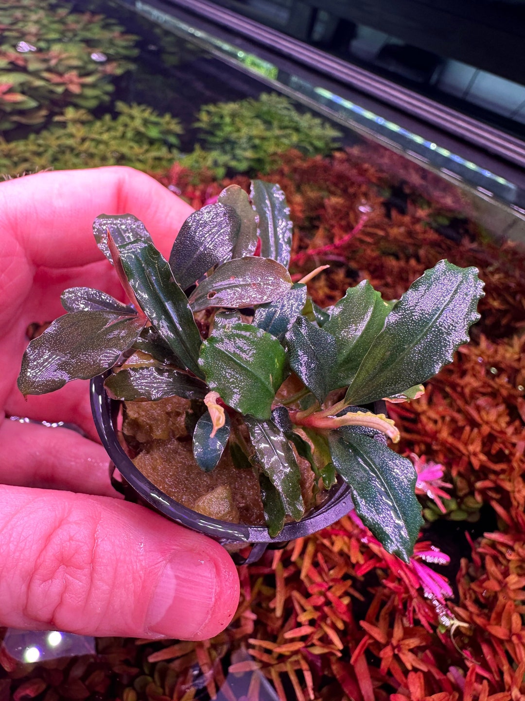 Red Kedagang Bucephalandra Pot Buce Live Aquarium Plant Aquascape Hardy ...