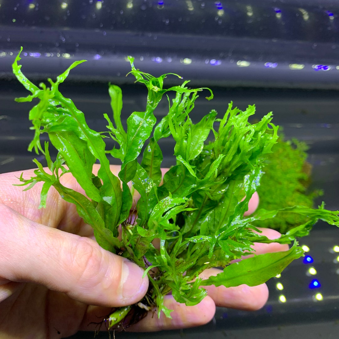 Java Fern Windelov: Lacey Live Aquarium Plant - Etsy