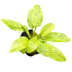 Marble Queen Radican Sword Plant (echinodorus Sp.) - BUY3GET1FREE ...