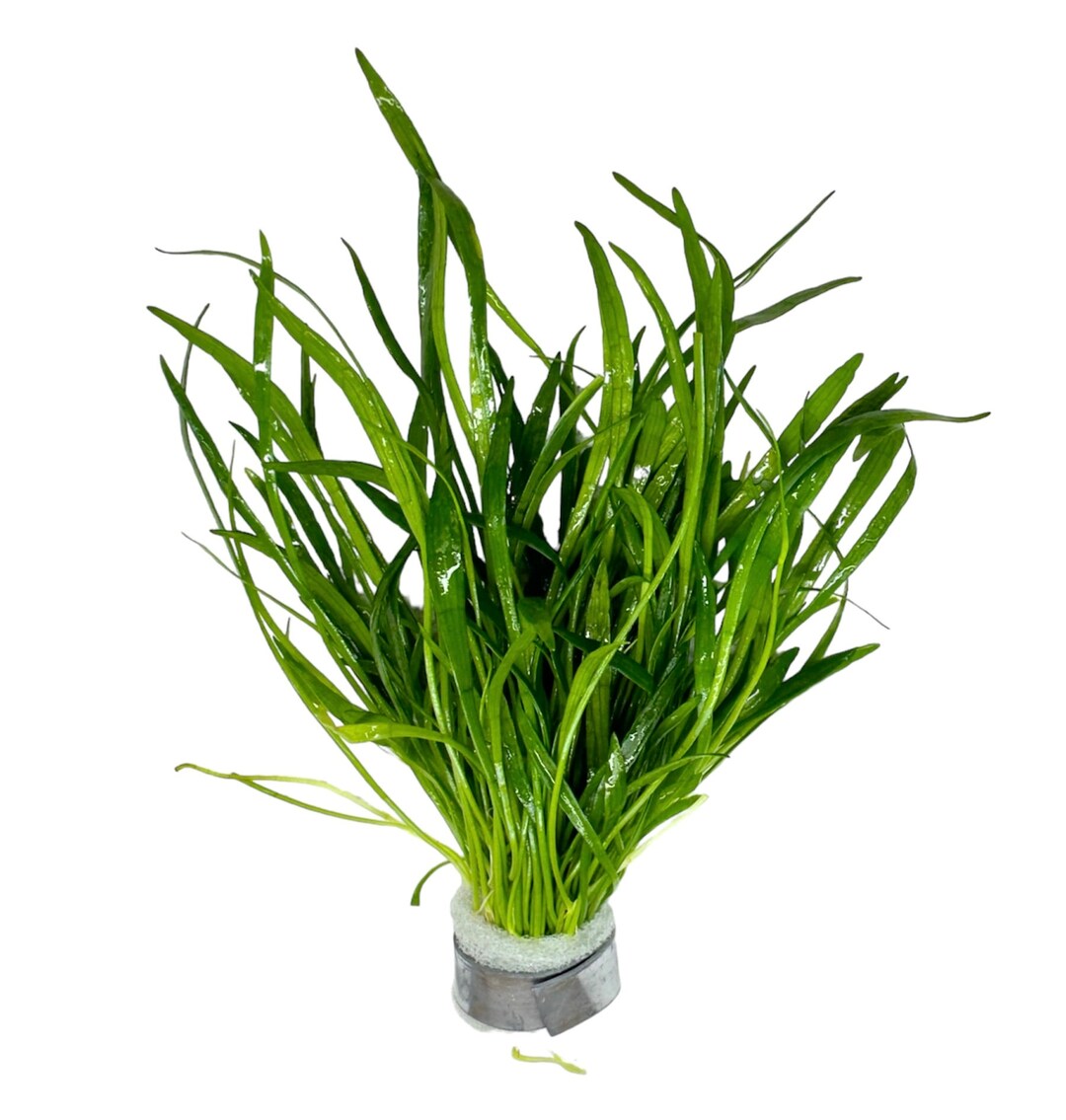 Micro Sword (lilaeopsis Novae-zelandiae) -BUY3GET1FREE- Live Aquarium ...