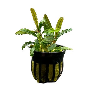 Velvet Bucephalandra Pot Buce Live Aquarium Plant Aquascape Hardy Plant ...