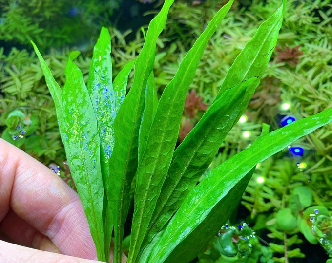Java Fern Narrow-leaf microsorum Pteropus 'narrow' BUY3GET1FREE Live ...