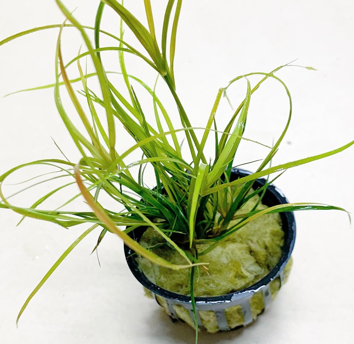Juncus Repens Potted Live Foreground Plant - Etsy UK