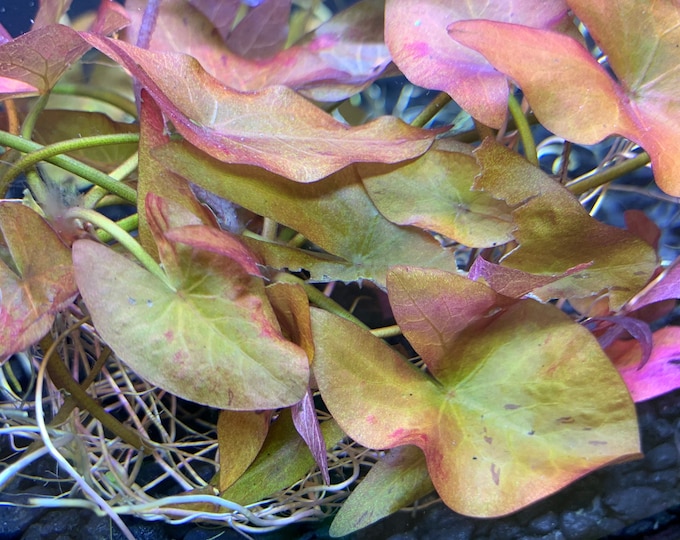 Dwarf Lily Plant (NYMPHAEA STELLATA) - BUY3GET1FREE - Live Aquarium Red ...