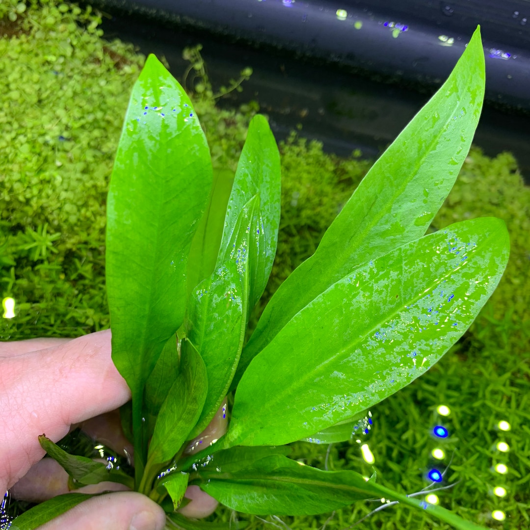 Amazon Sword Plant (echinodorus Amazonicus) - BUY3GET1FREE - Live ...
