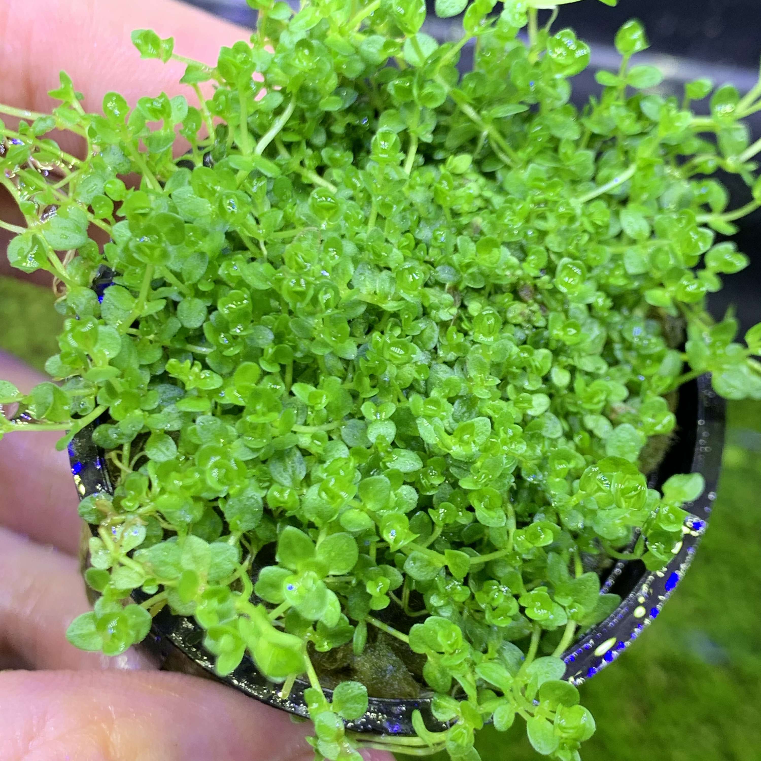 PEARL WEED micranthemum Micranthemoides POTTED Live - Etsy