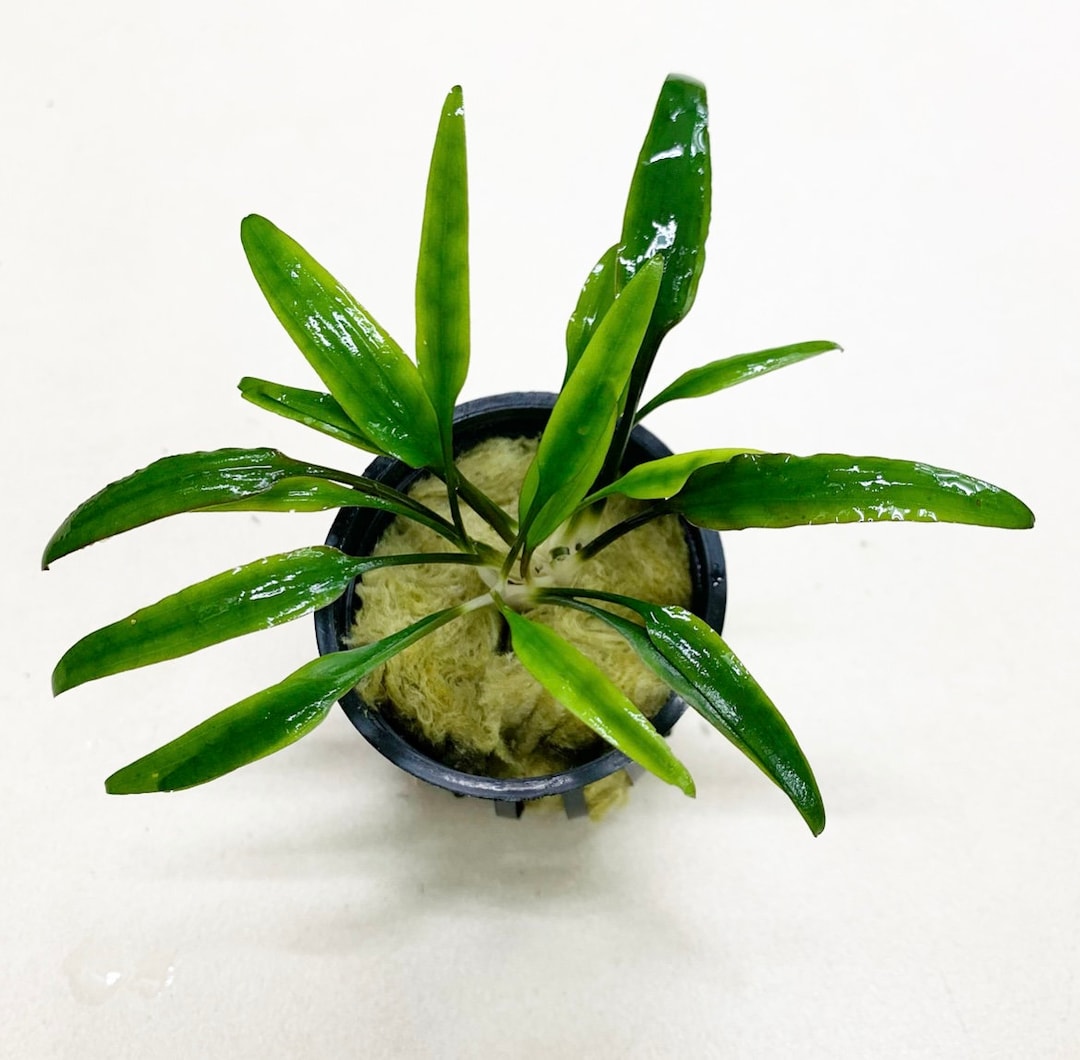 Crypt Lucens Potted - BUY3GET1FREE - Live Aquarium Plant Aquascape - Etsy