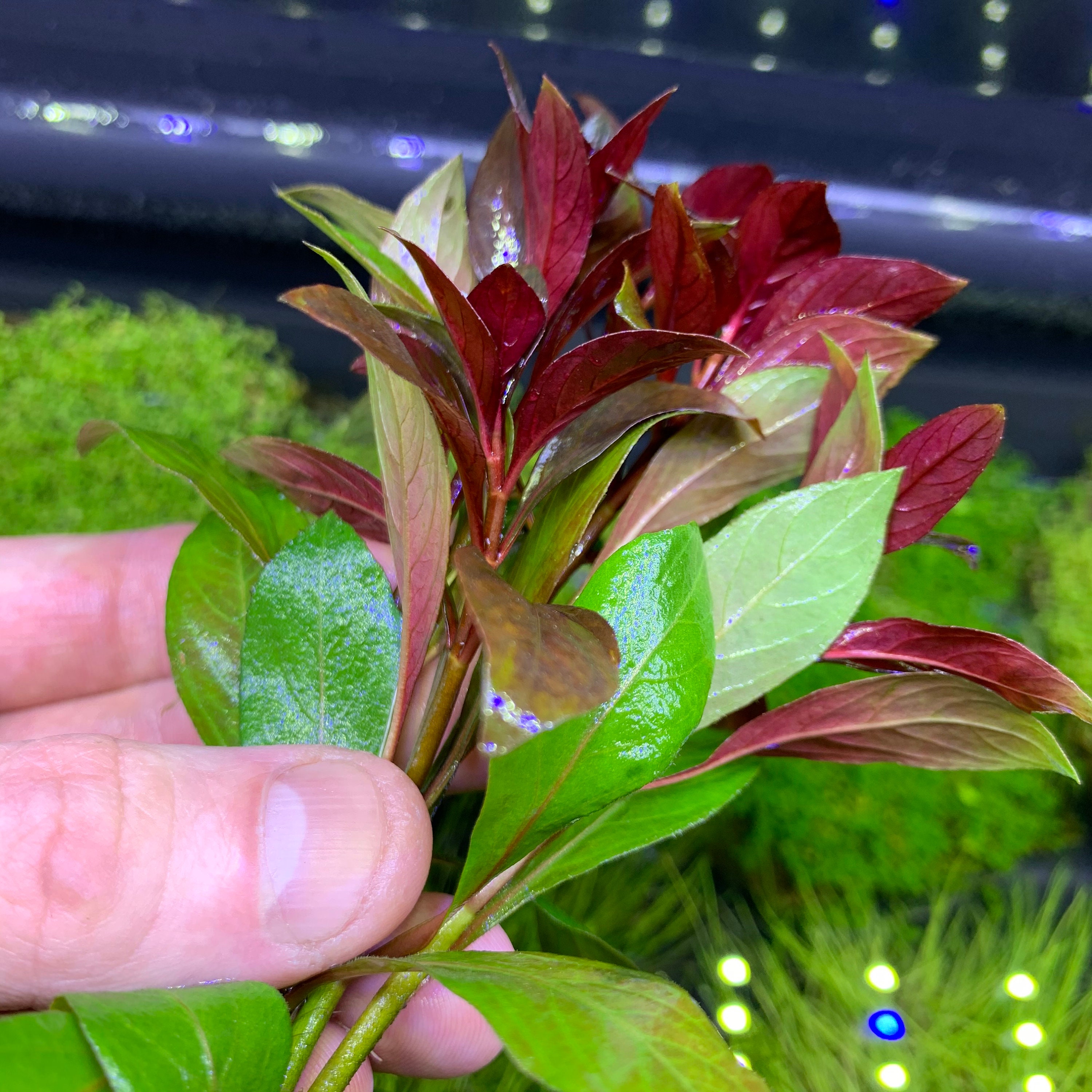 Ludwigia Ruby Sp. 'dark Red' ludwigia Repens - Etsy UK