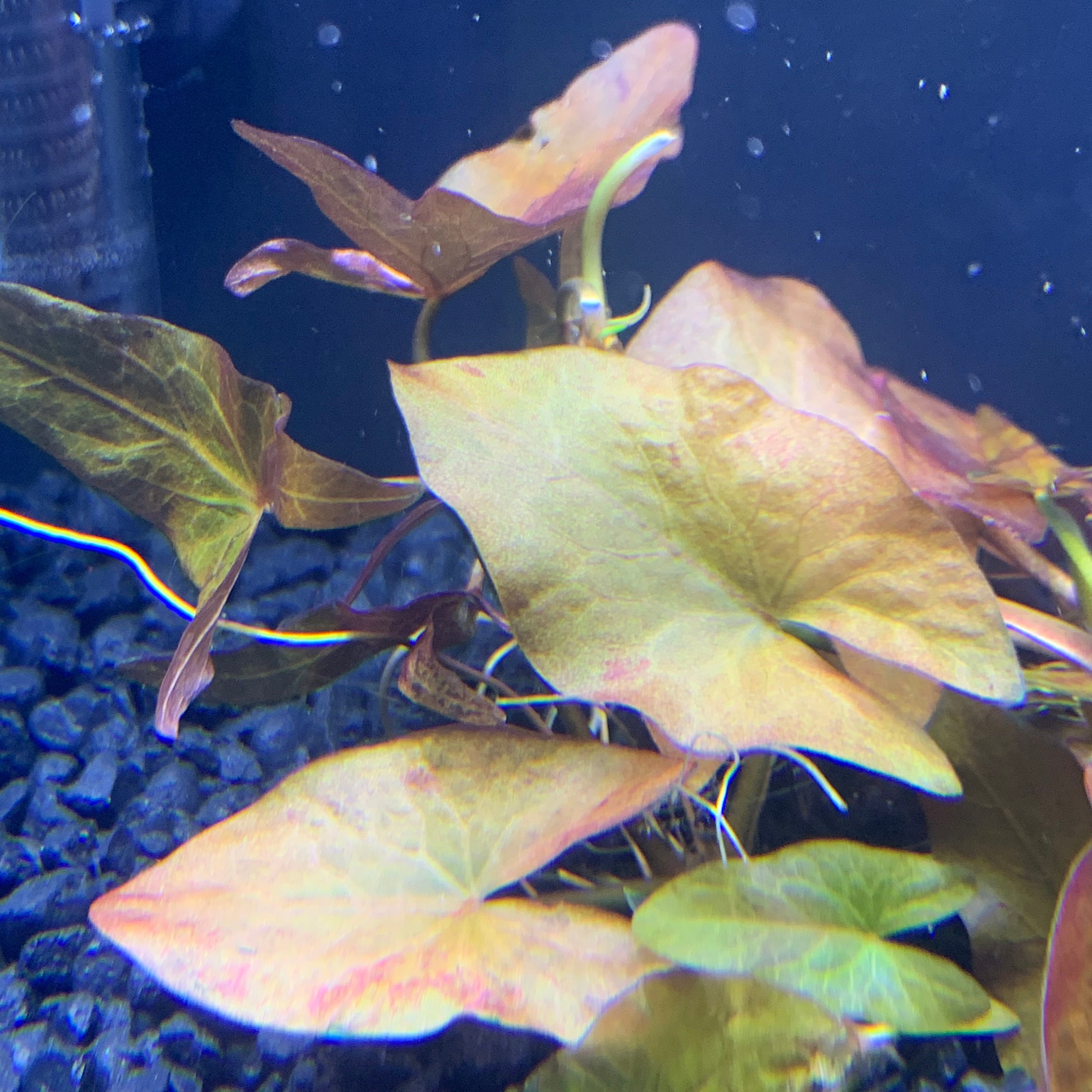 Dwarf Lily Plant NYMPHAEA STELLATA BUY3GET1FREE Live | Etsy