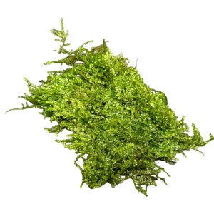 Java Moss BUY 3 GET 1 FREE (taxiphyllum Barieri) Live Foreground Plant Moss - Etsy