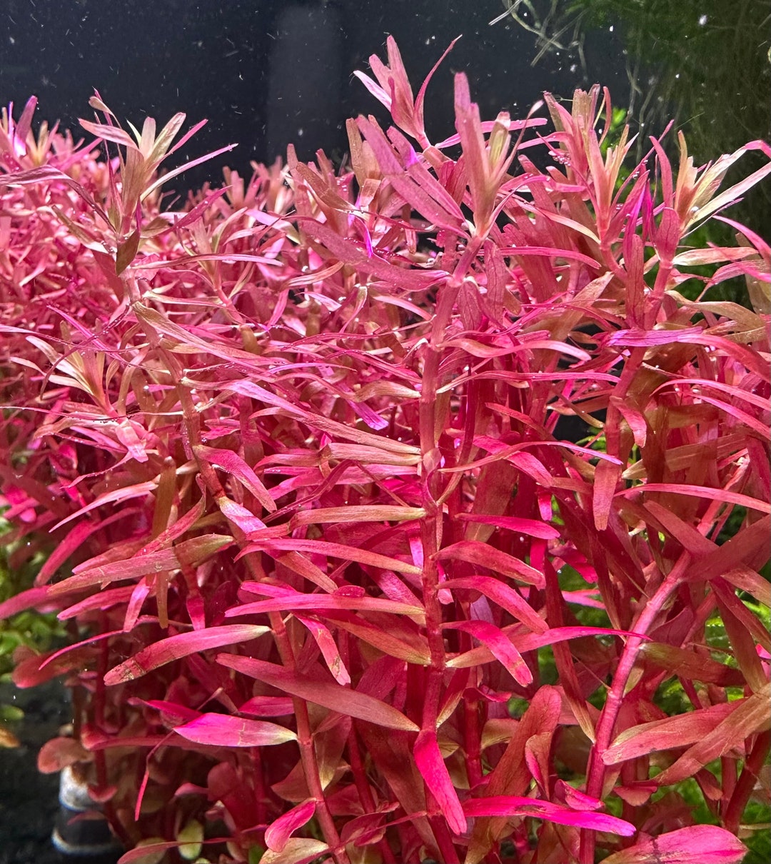 Rotala Magenta (macrandra Var. Narrow Leaf) - BUY3GET1FREE - Live ...