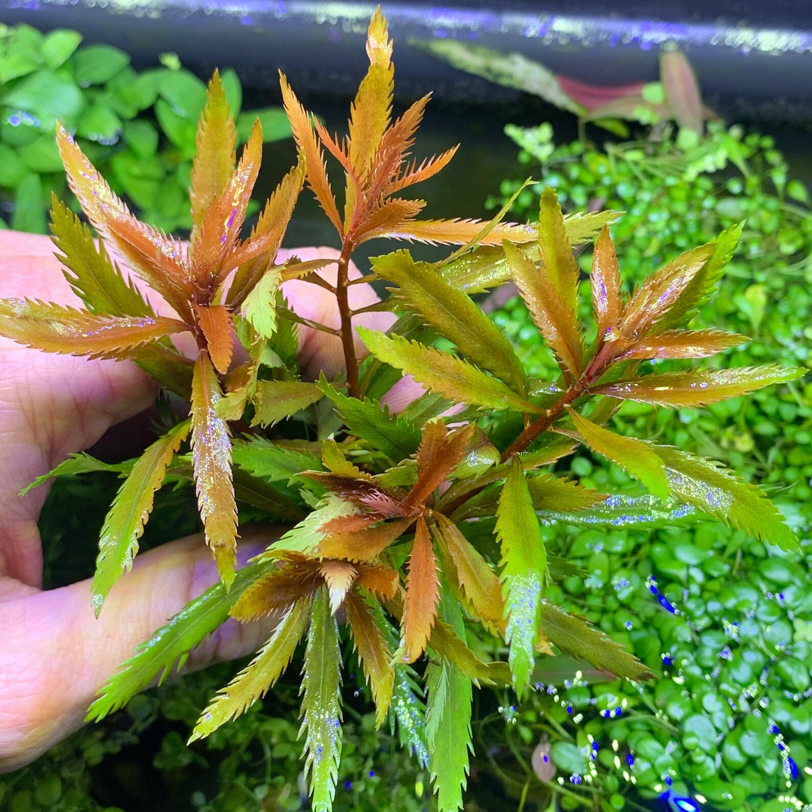 Mermaid Weed PROSERPINACA PALUSTRIS BUY3GET1FREE Live | Etsy