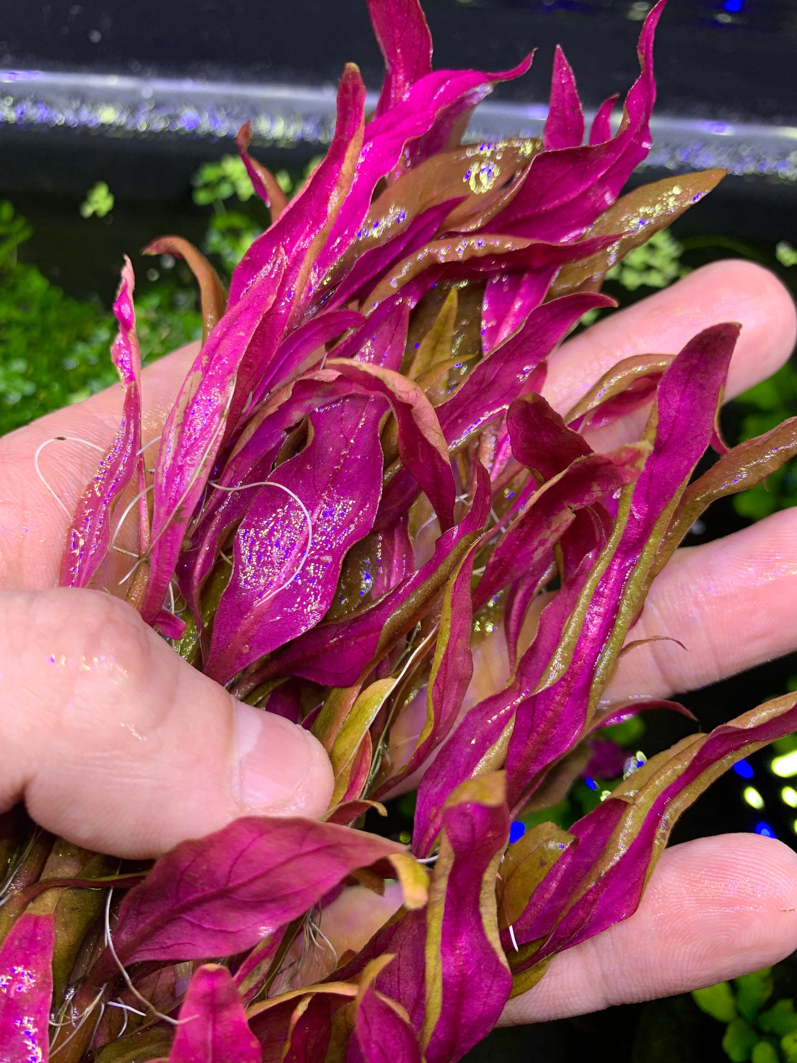 Alternanthera Reineckii var 'roseafolia' BUY3GET1FREE Live Aquarium ...