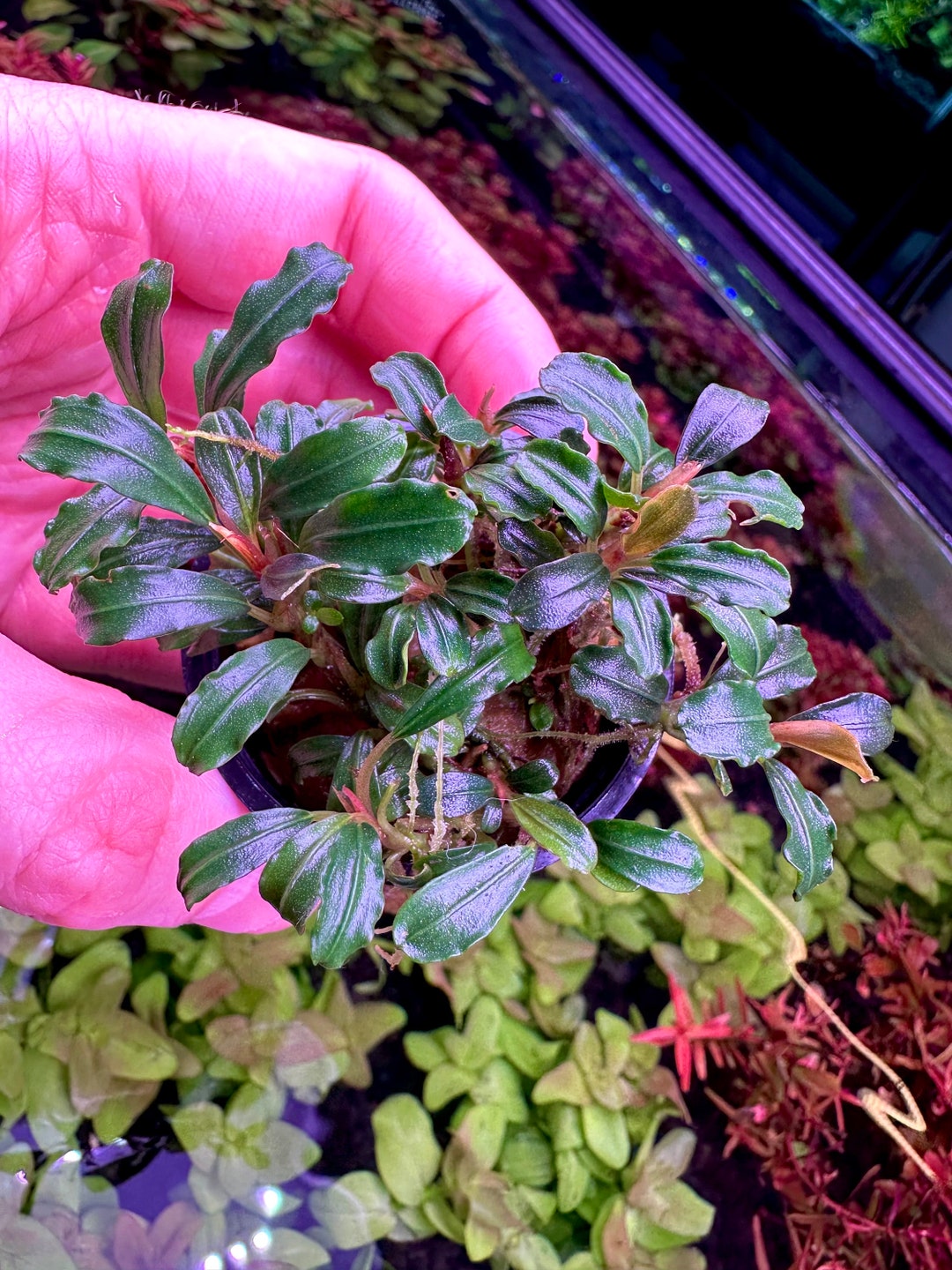 Brownie Phantom Bucephalandra Pot Buce Live Aquarium Plant Aquascape ...