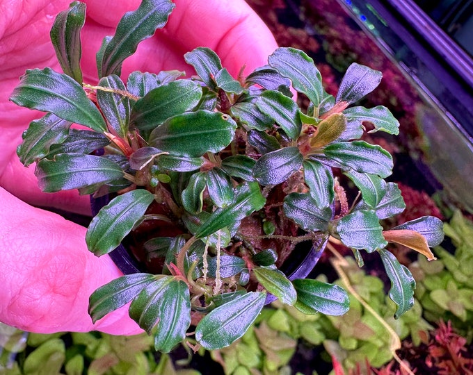Brownie Phantom Bucephalandra Pot - Buce Live Aquarium Plant Aquascape ...