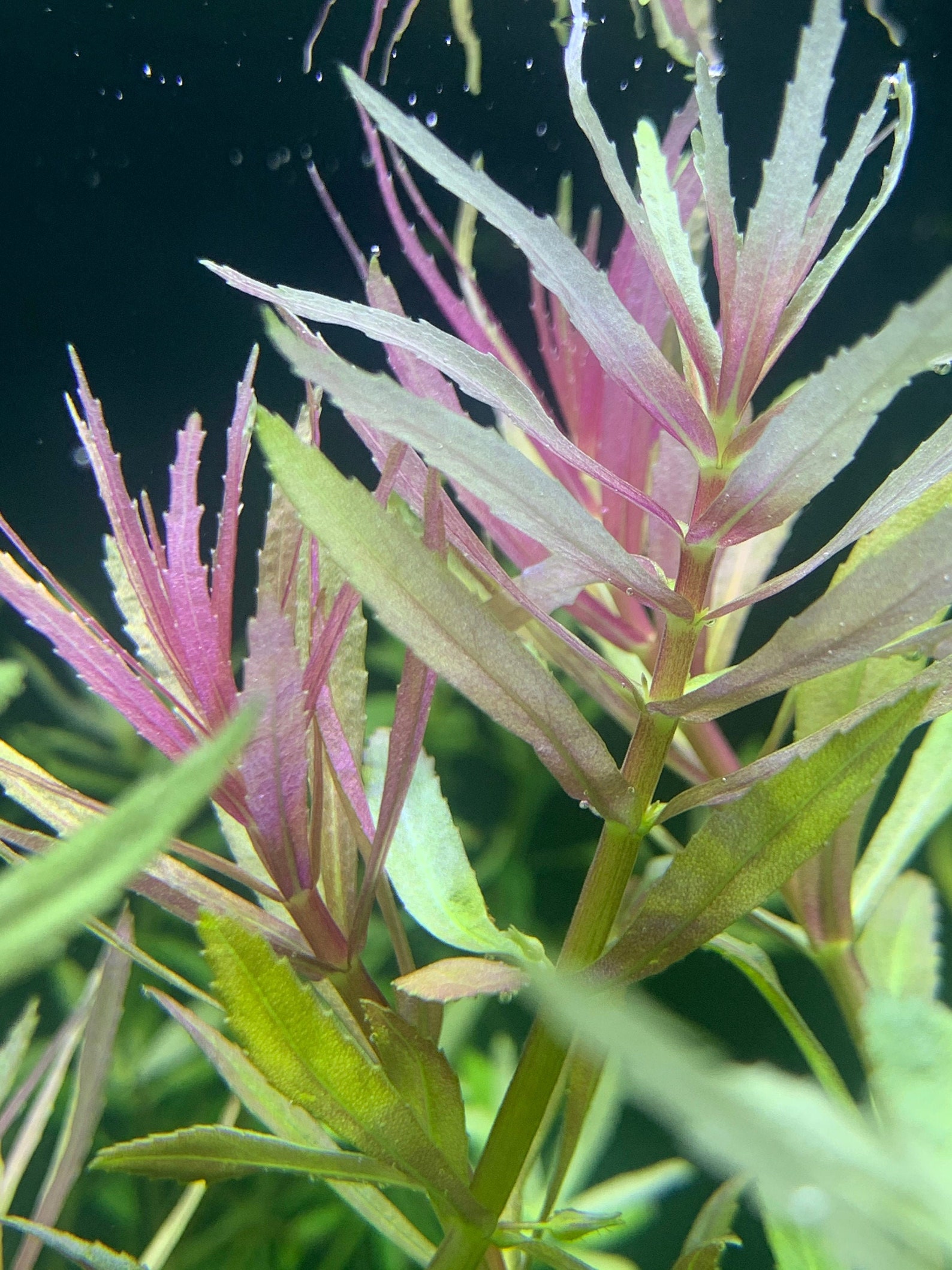 Limnophila Aromatica BUY3GET1FREE Live Aquarium Plant - Etsy