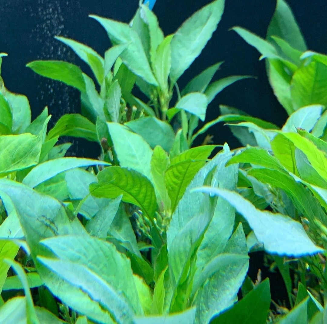 Hygrophila Corymbosa (green Temple Plant) - BUY3GET1FREE - Live ...