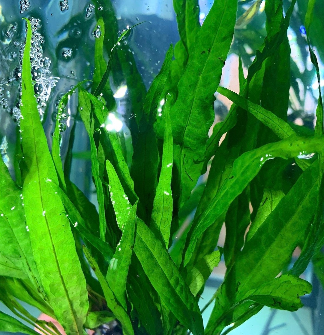 Java Fern (microsorum Pteropus) - BUY3GET1FREE - Live Aquarium Plant ...