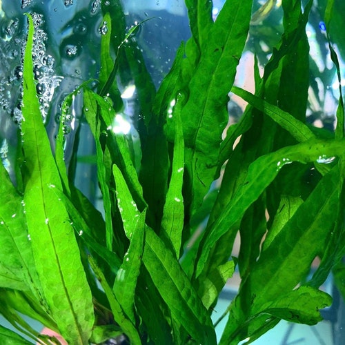BUY2GET1FREE Java Fern Microsorum Pteropus Easy Live Aquarium - Etsy