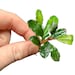 Wild Bucephalandra Stem Assorted - Buce Live Aquarium Plant Aquascape ...