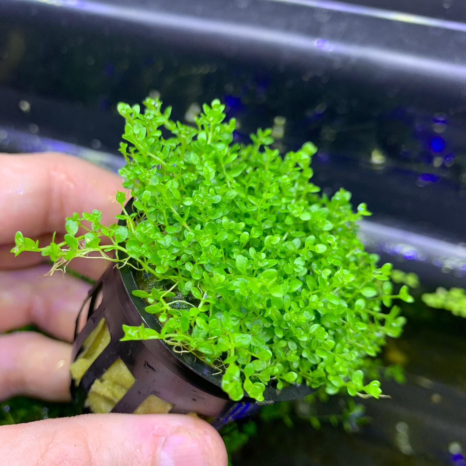 Dwarf Baby Tears Pot (hemianthus Callitrichoides) BUY3GET1FREE - Live ...
