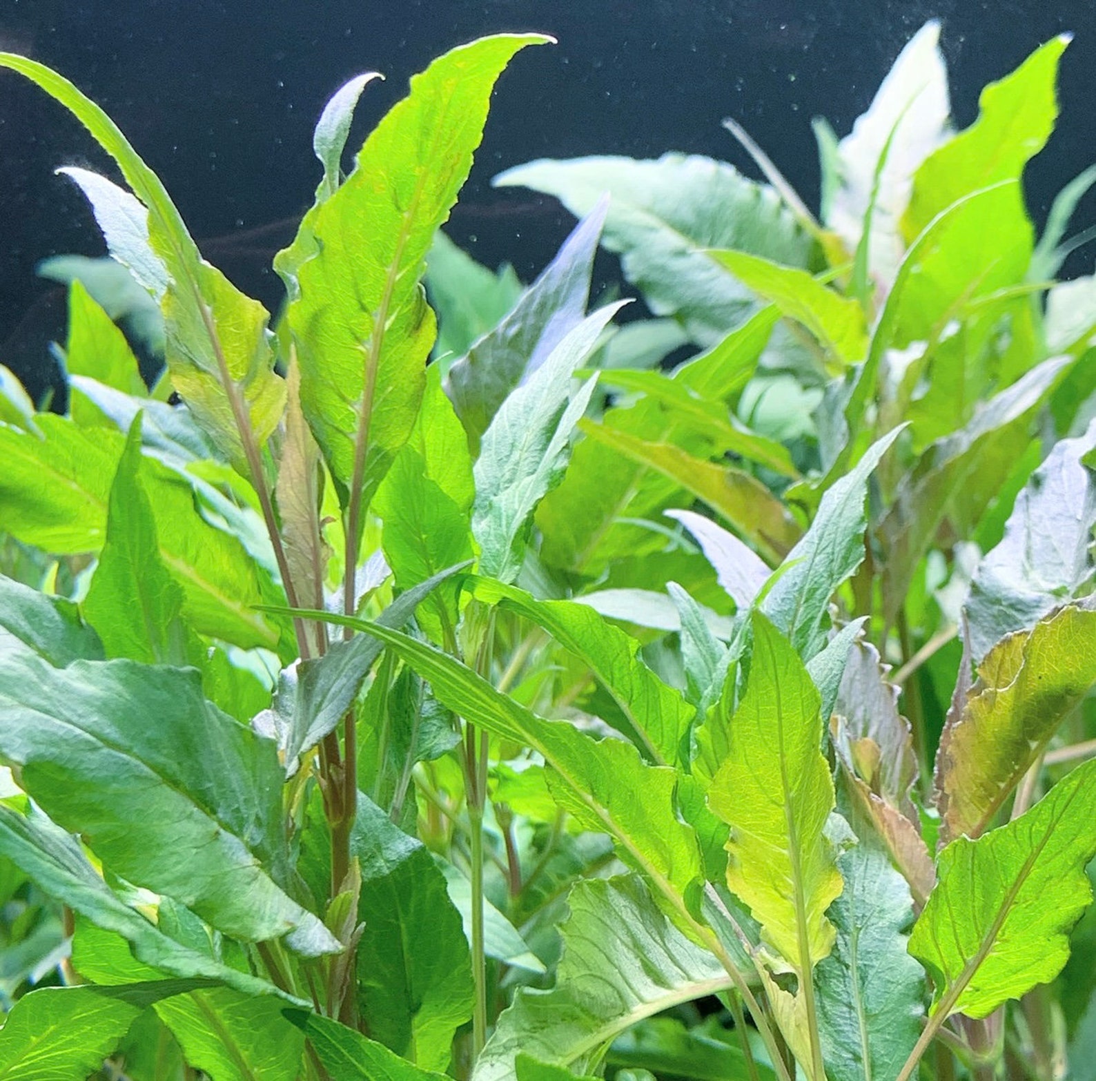 Hygrophila Salcifolia hygro. Blue BUY3GET1FREE Live - Etsy