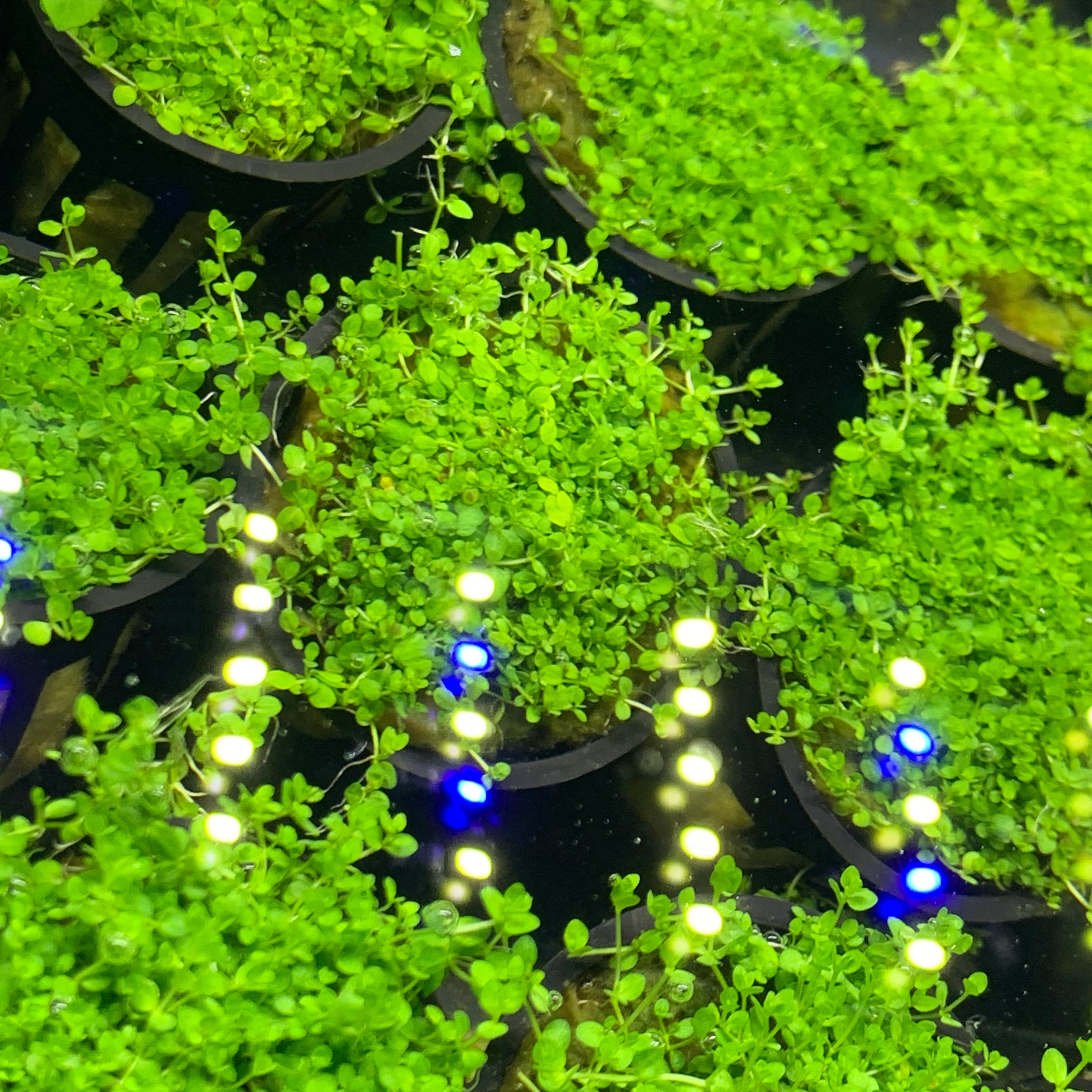 PEARL WEED micranthemum Micranthemoides POTTED Live - Etsy
