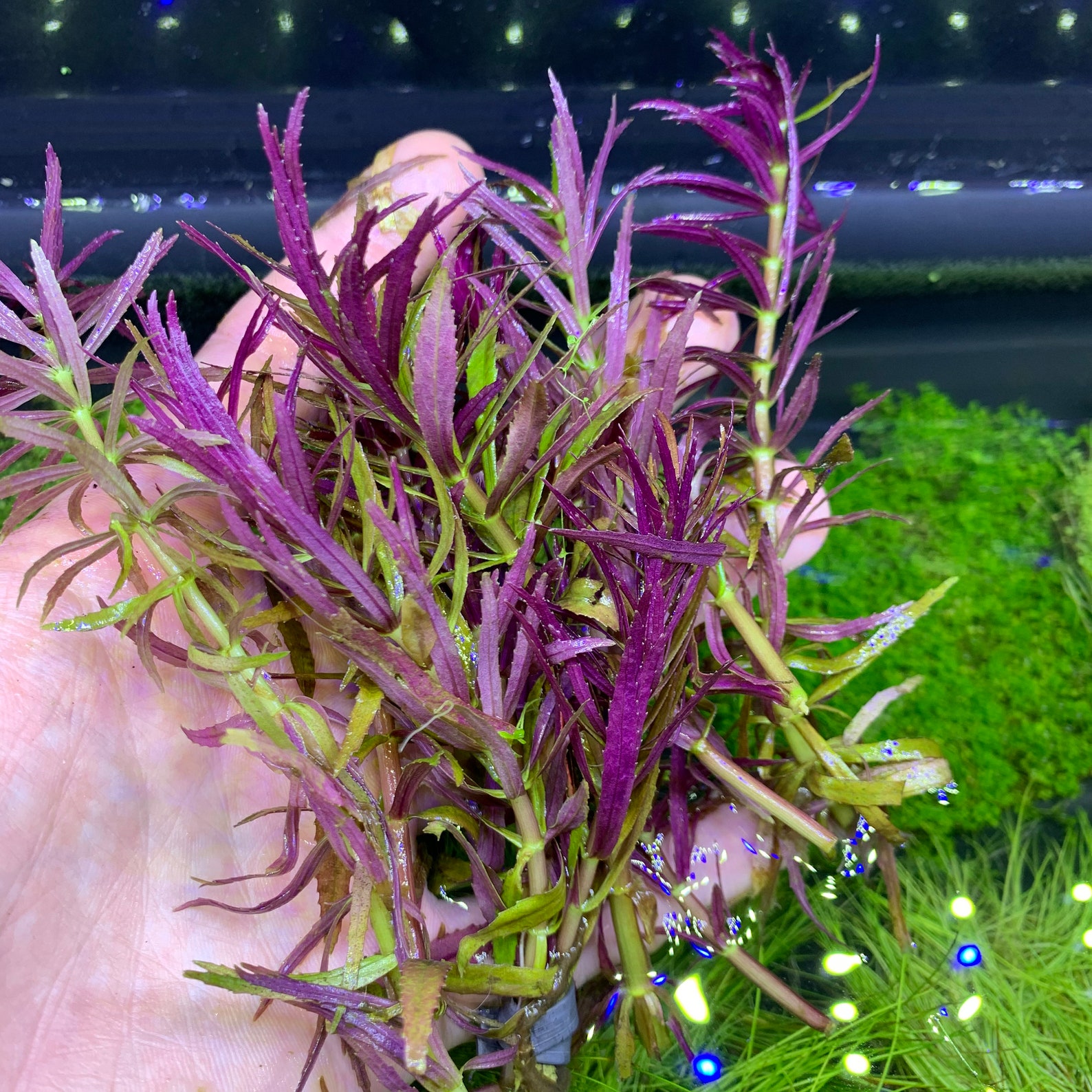 Limnophila Aromatica BUY3GET1FREE Live Aquarium Plant | Etsy