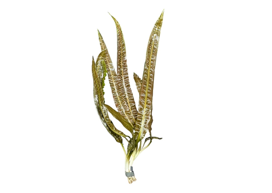 Crypt Balansae cryptocoryne Sp. BUY3GET1FREE Live Aquarium - Etsy