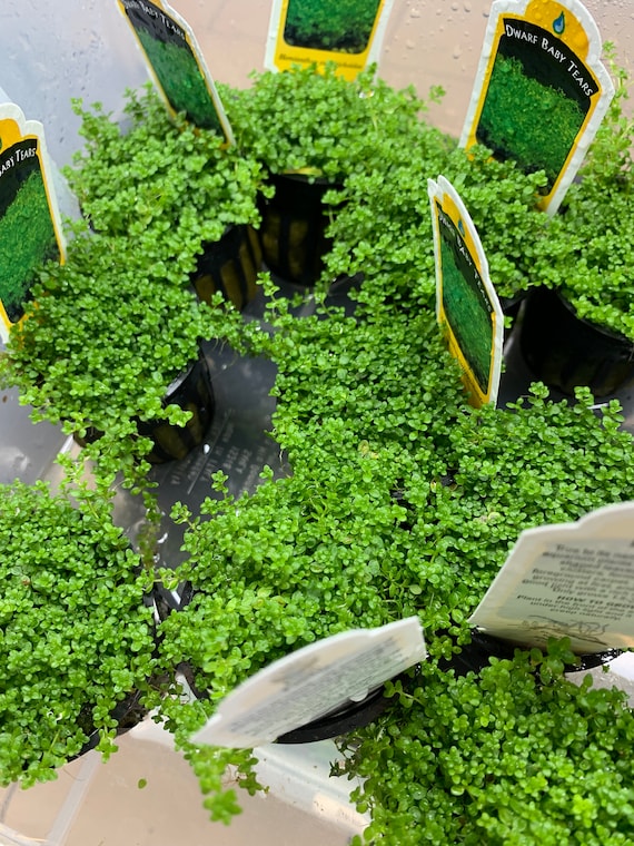 Dwarf Baby Tears Potted Aquarium Plants: HEMIANTHUS CALLITRICHOIDES