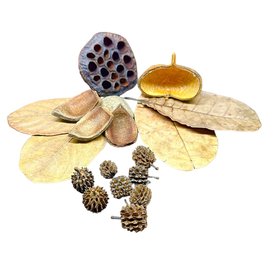 30 Pc Botanicals Starter Pack - Lotus, Khaya, Sterculia, and Casuarina ...