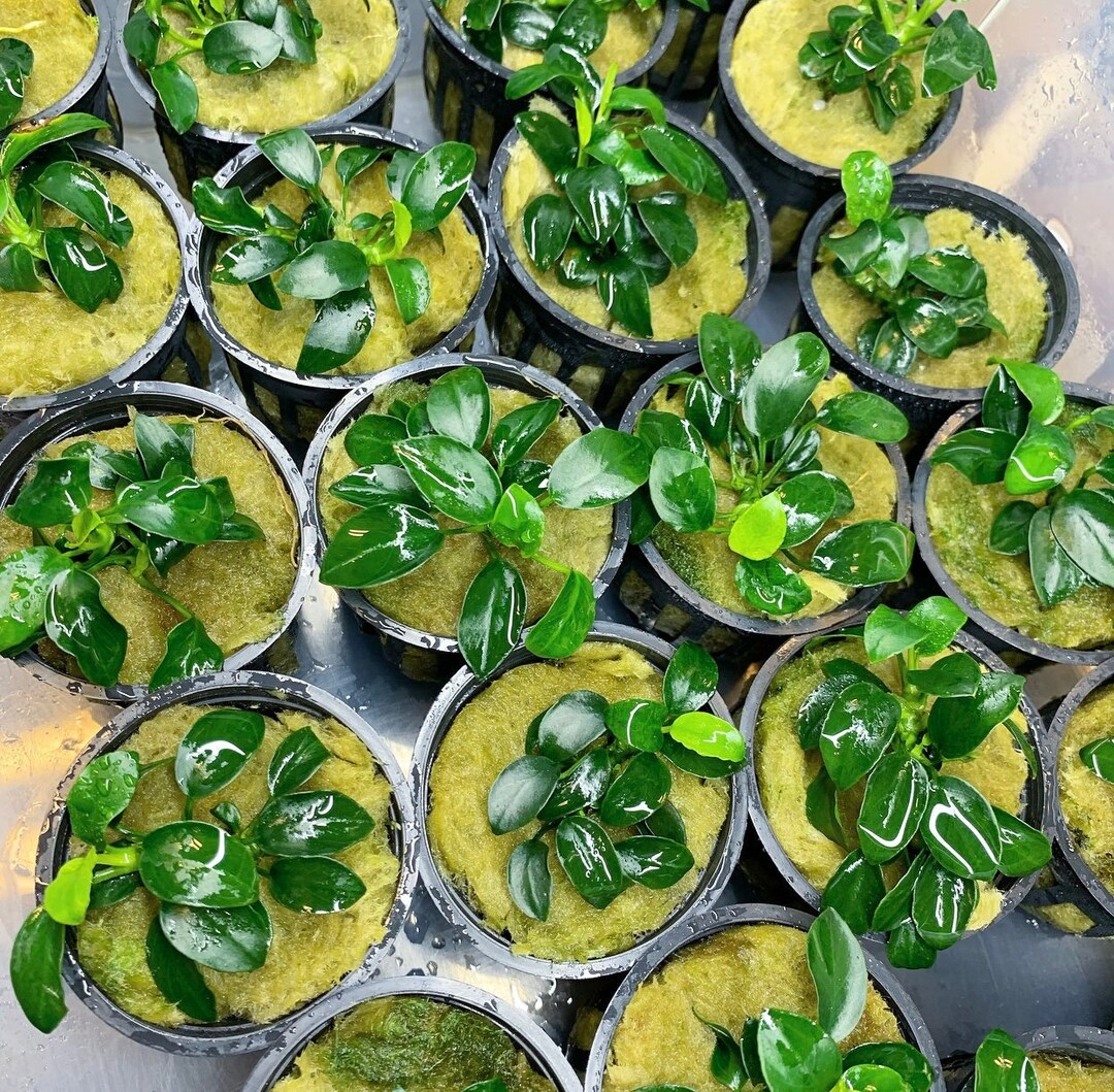 Anubias Nana Petite Pot - BUY3GET1FREE - Live Aquarium Plant Aquascape ...