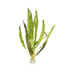 Crypt Balansae (cryptocoryne Sp.) -BUY3GET1FREE- Live Aquarium Plant ...