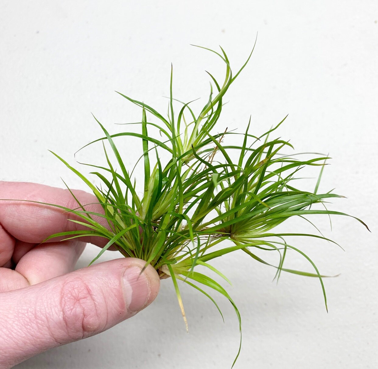Juncus Repens Portion Live Foreground Aquarium Plants - Etsy