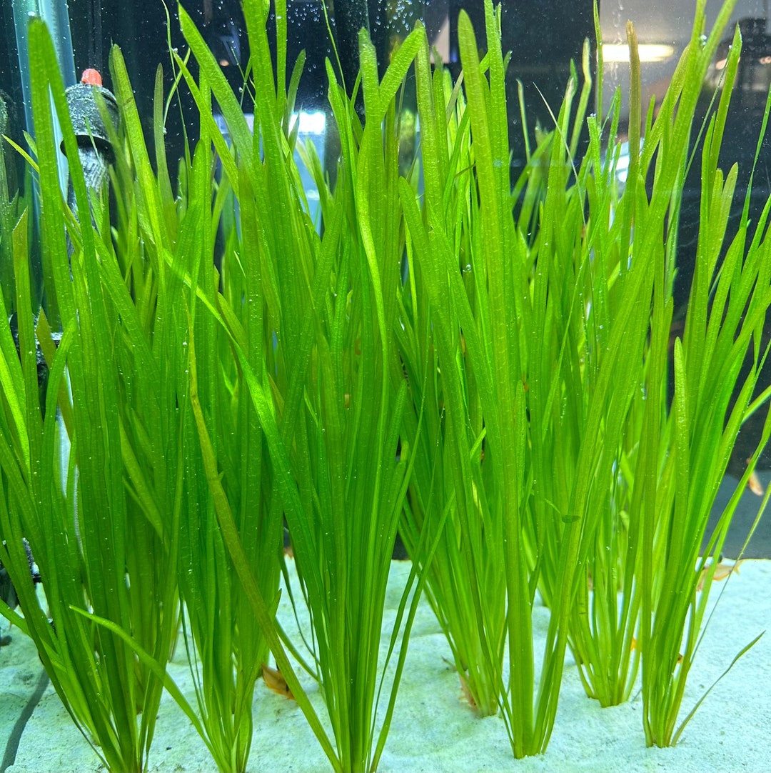Vallisneria Spiralis - BUY3GET1FREE - Live Aquarium Plant Aquascape - Etsy