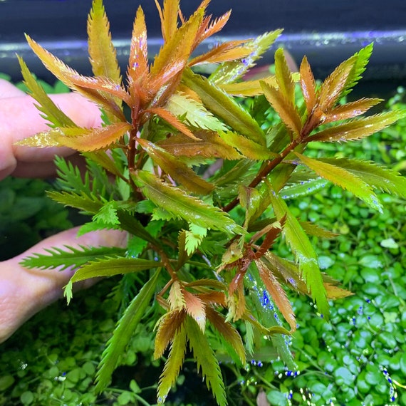 Mermaid Weed PROSERPINACA PALUSTRIS BUY3GET1FREE Live - Etsy