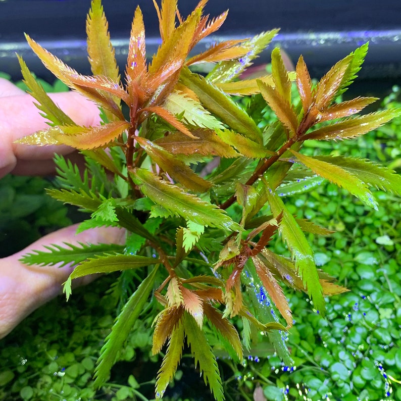 Mermaid Weed PROSERPINACA PALUSTRIS BUY3GET1FREE Live | Etsy