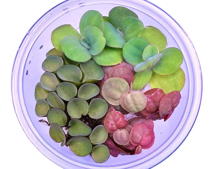 Aquarium Floating Plant Starter Pack - Red Root Floaters, Salvinia ...