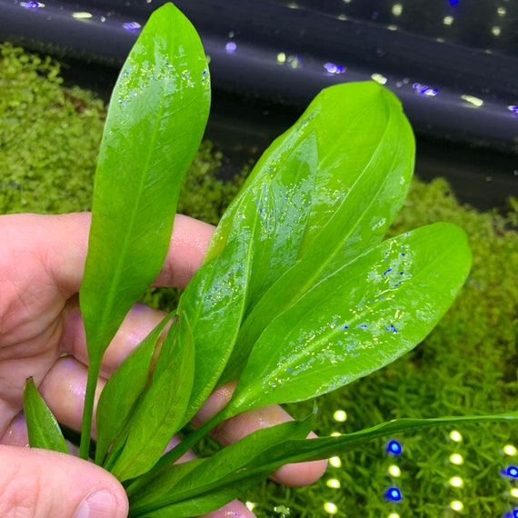 Amazon Sword Plant