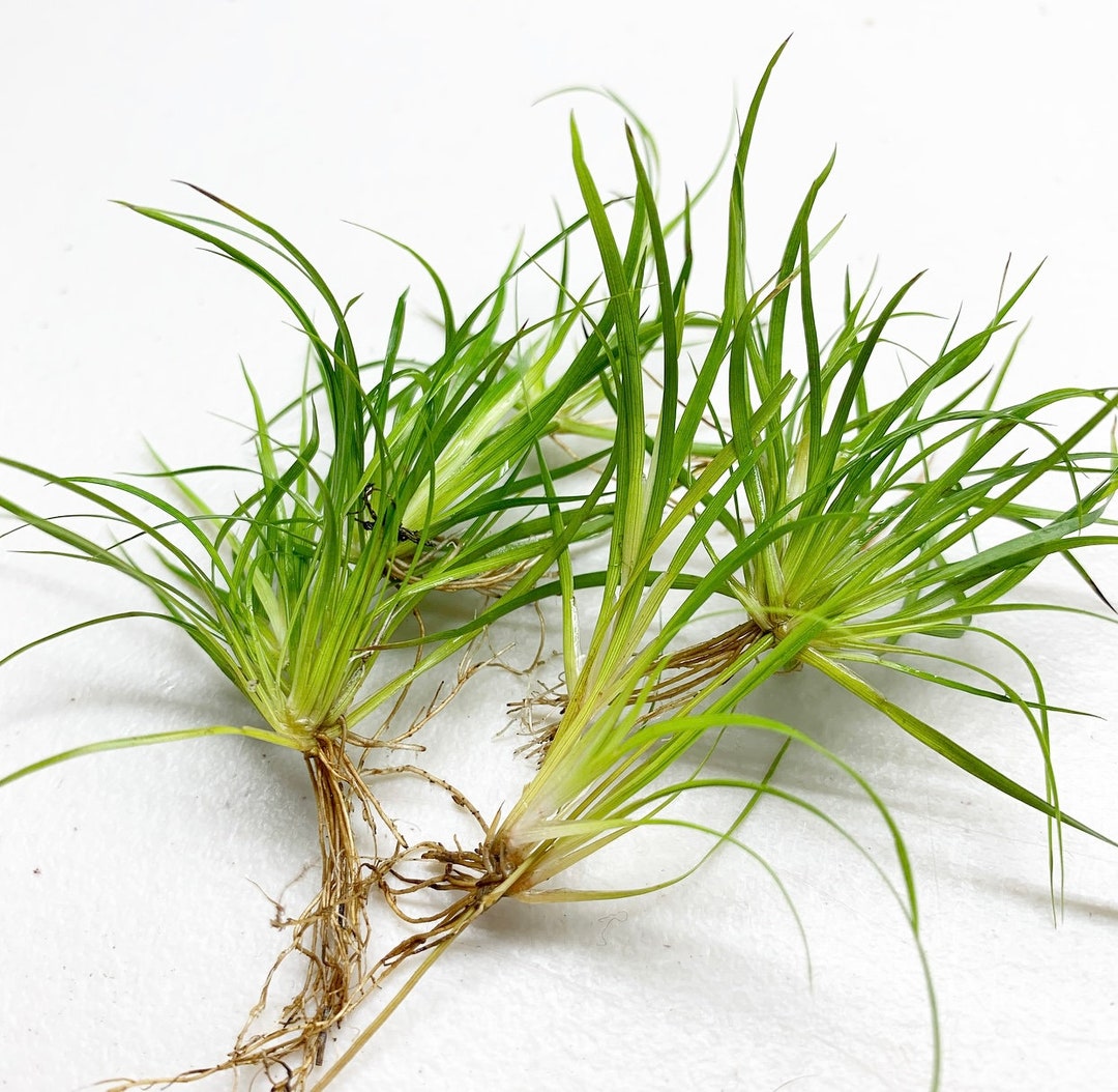 Juncus Repens Portion - Live Foreground Aquarium Plants - Etsy