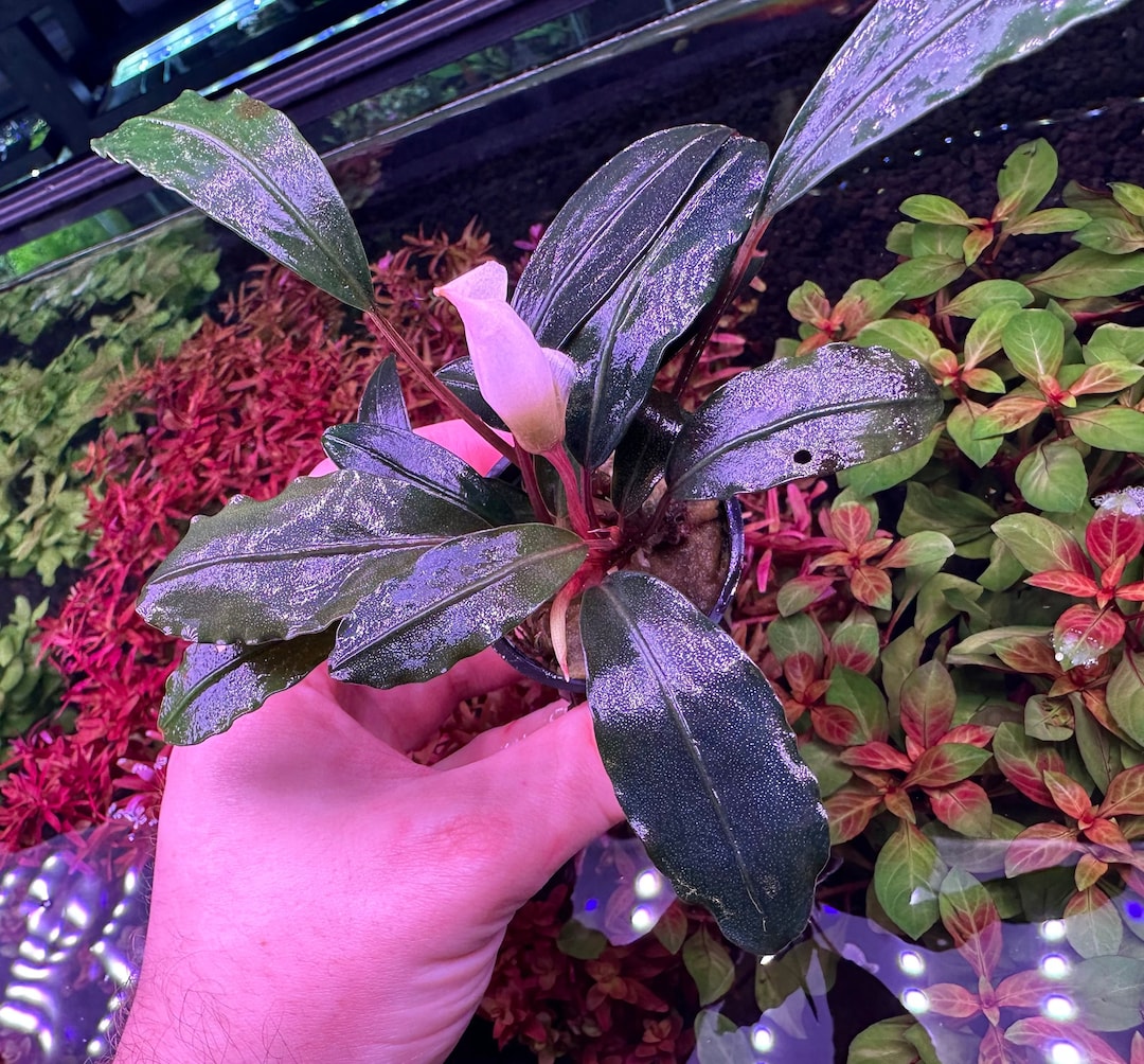 Pink Lady Bucephalandra Pot - Buce Live Aquarium Plant Aquascape Hardy ...