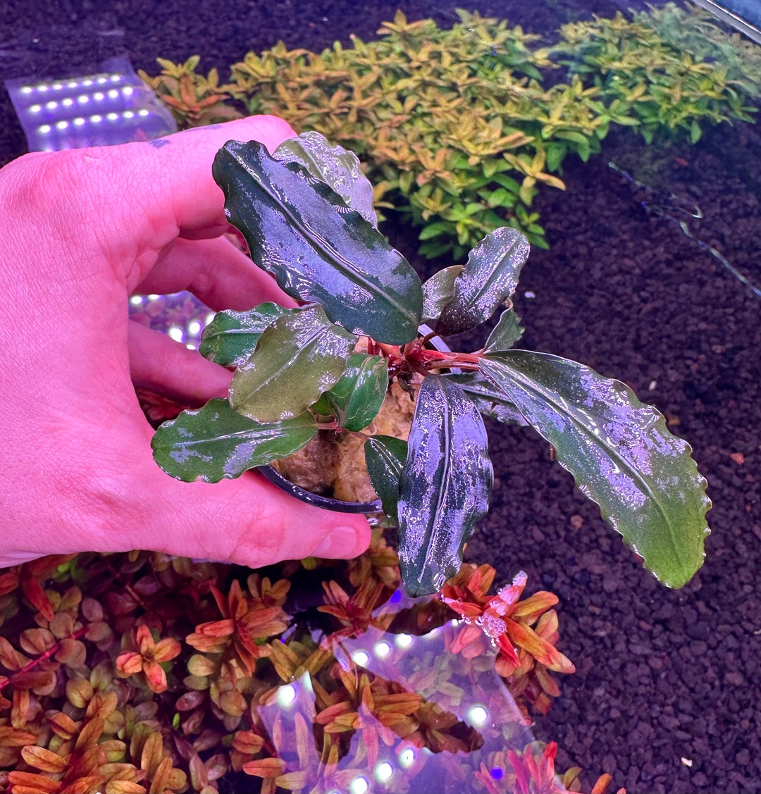 Theia Bucephalandra Pot - Buce Live Aquarium Plant Aquascape Hardy ...