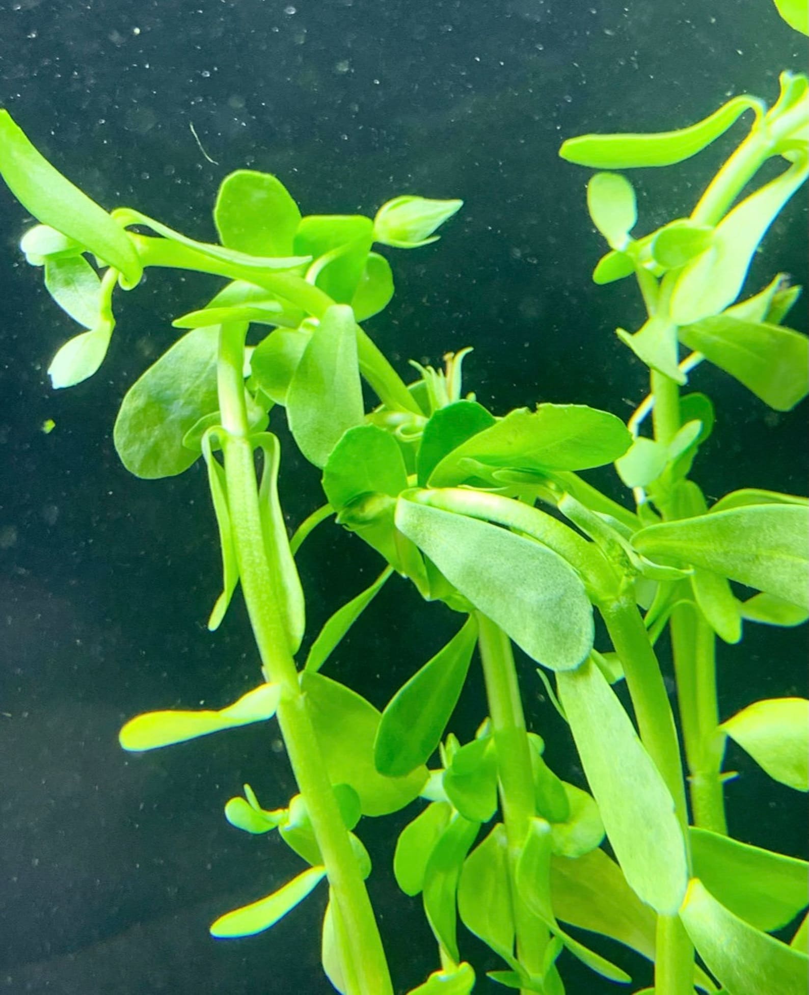 Moneywort brahmi BUY3GET1FREE Live Aquarium Plant | Etsy